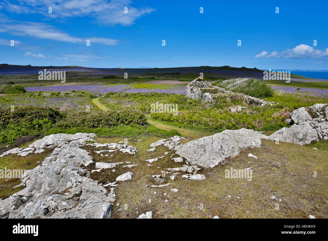 Skomer hi-res stock photography and images - Alamy