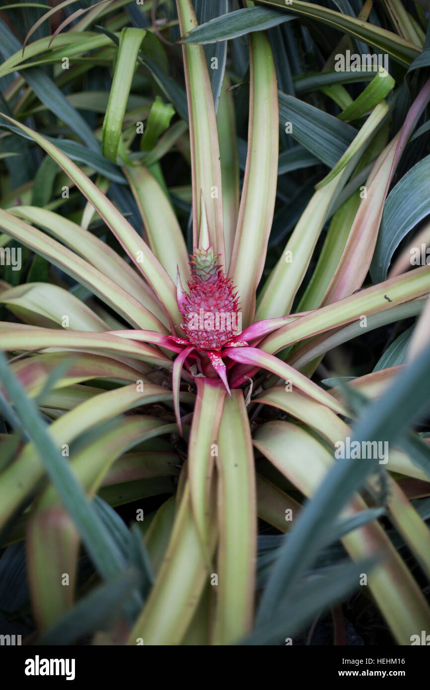 Small Pineapple Growing On Pineapple High Resolution Stock Photography ...