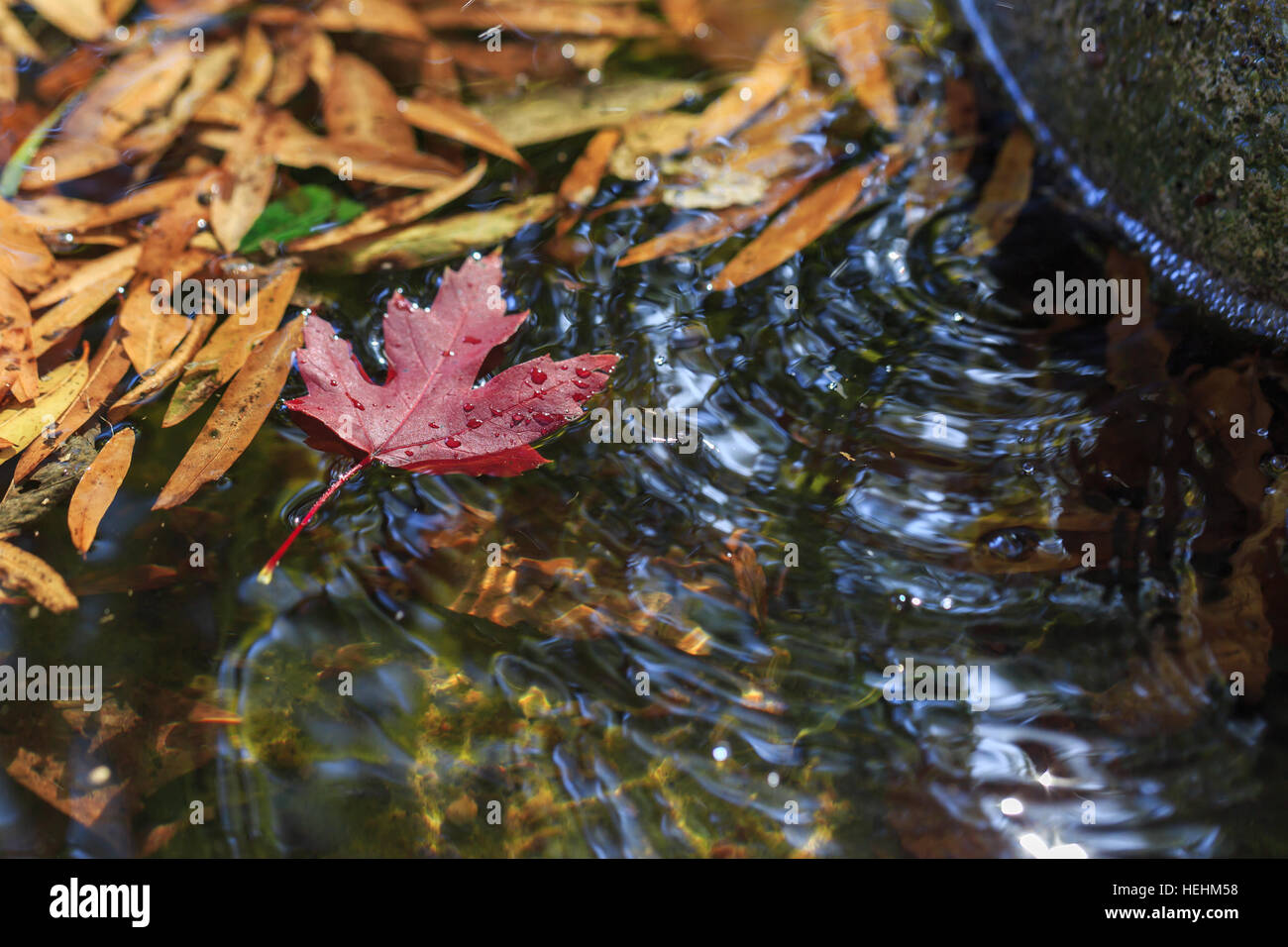 Water ripples and leaf hi-res stock photography and images - Alamy