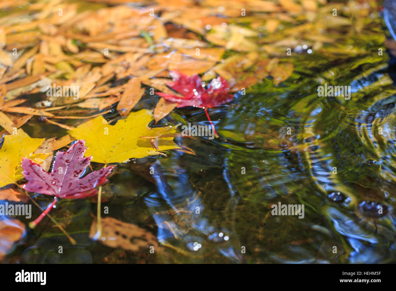 Yellow and red maple leaves on the calming green water with riddles and ...