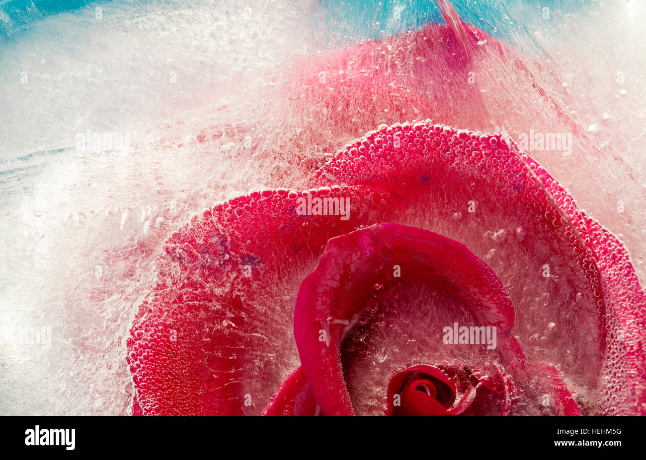 frozen flora - bright red rose frozen into a block of ice Stock Photo ...