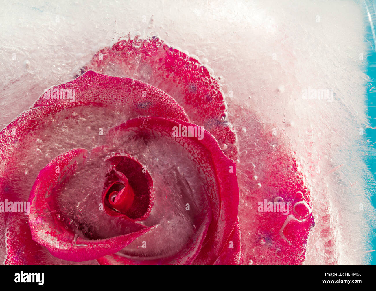 frozen flora - bright red rose frozen into a block of ice Stock Photo ...