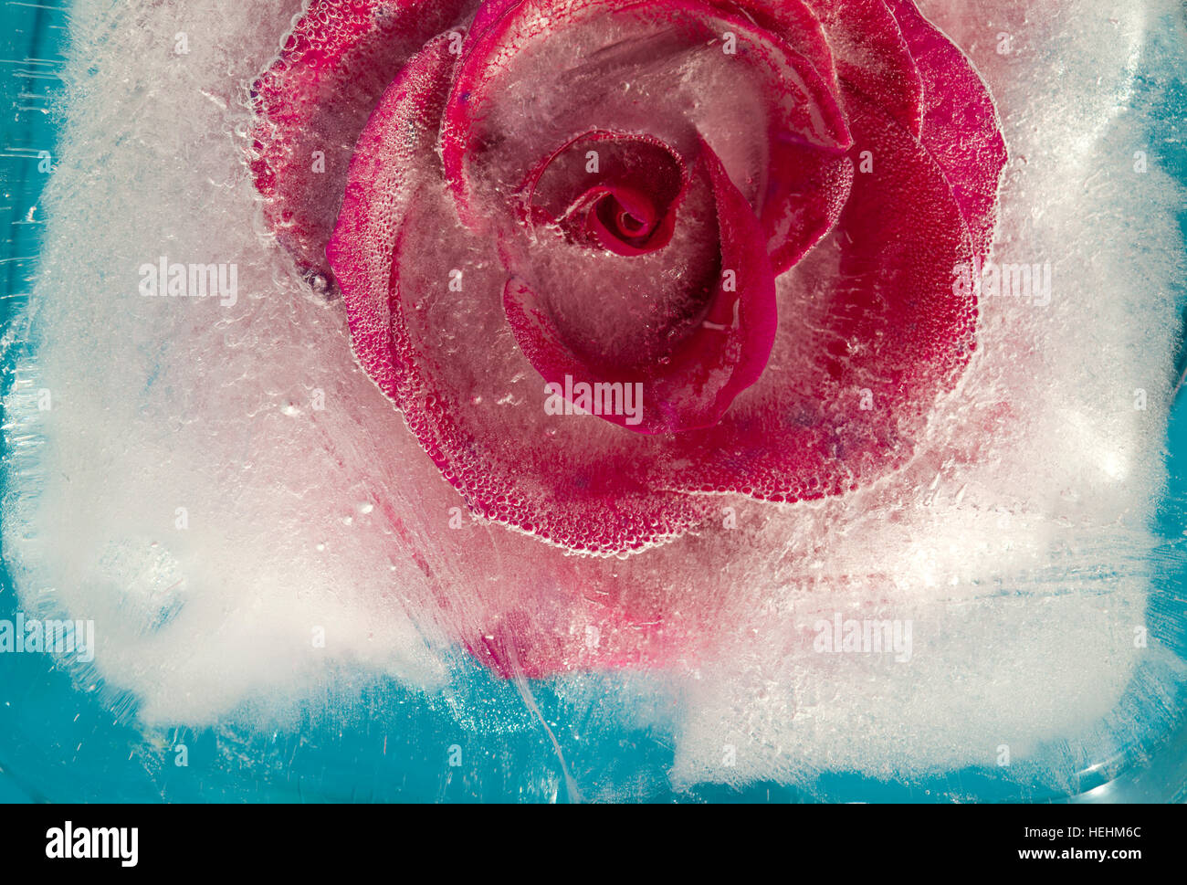 frozen flora - bright red rose frozen into a block of ice Stock Photo ...