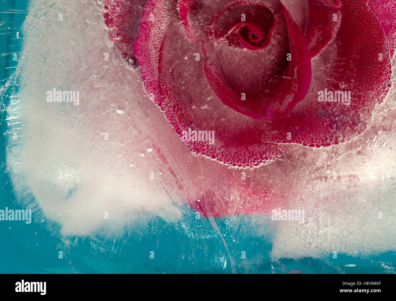 frozen flora - bright red rose frozen into a block of ice Stock Photo ...