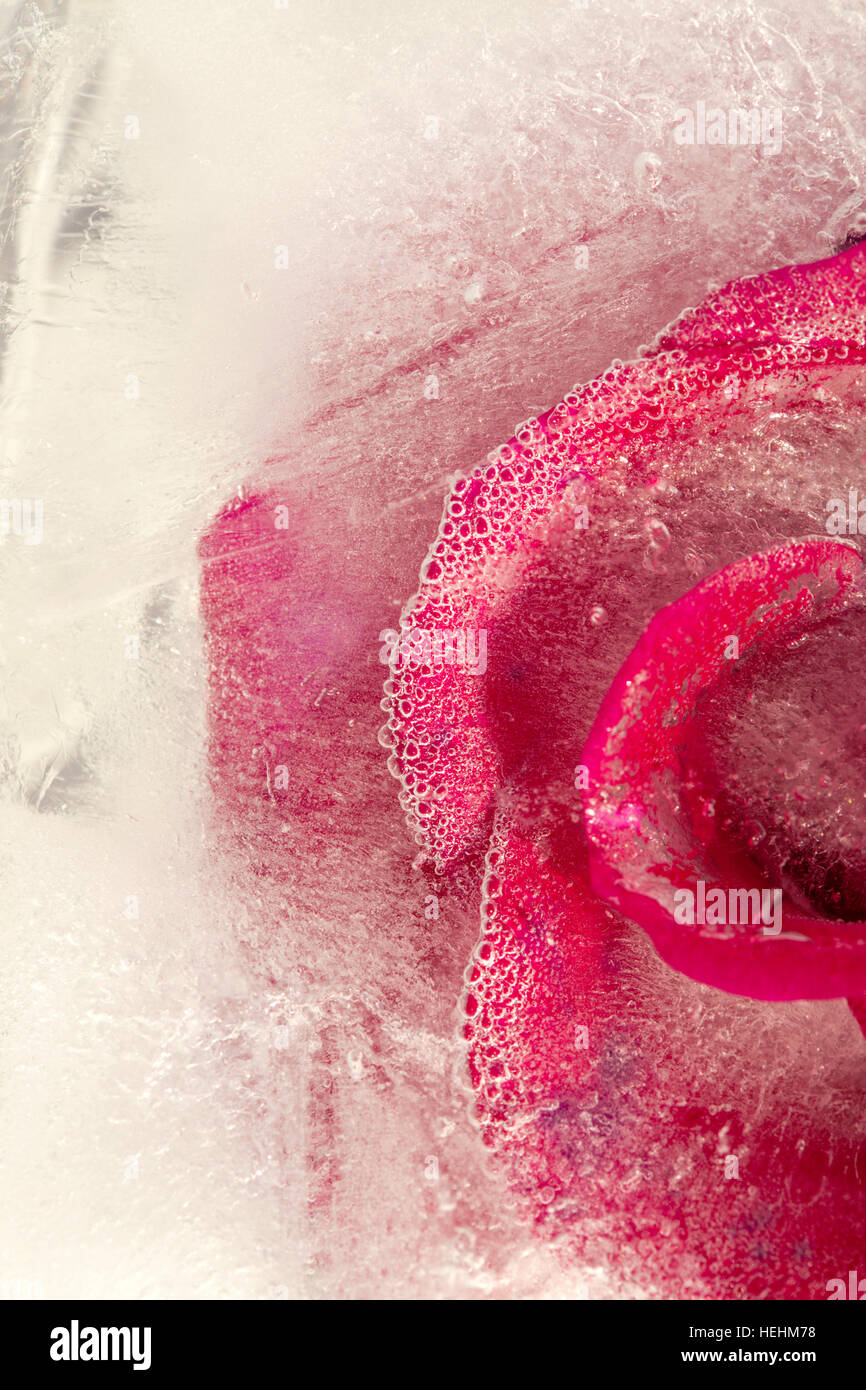 frozen flora - bright red rose frozen into a block of ice Stock Photo ...