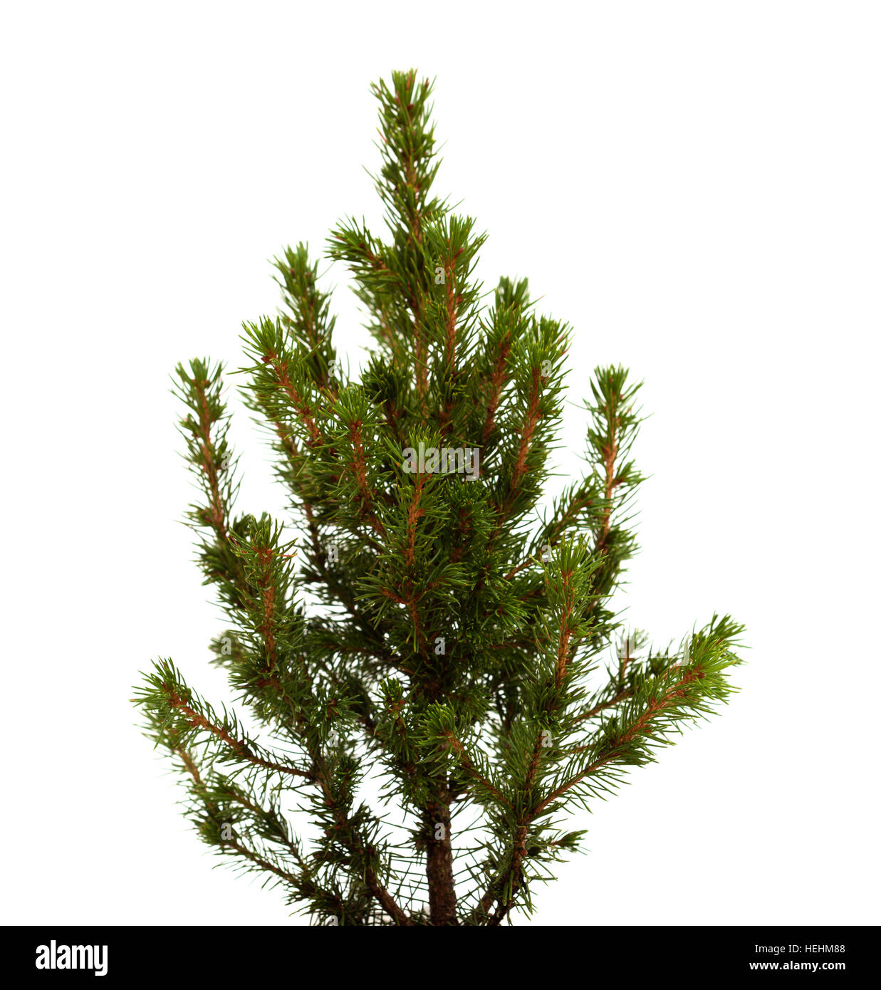 small spruce tree isolated on white background Stock Photo - Alamy