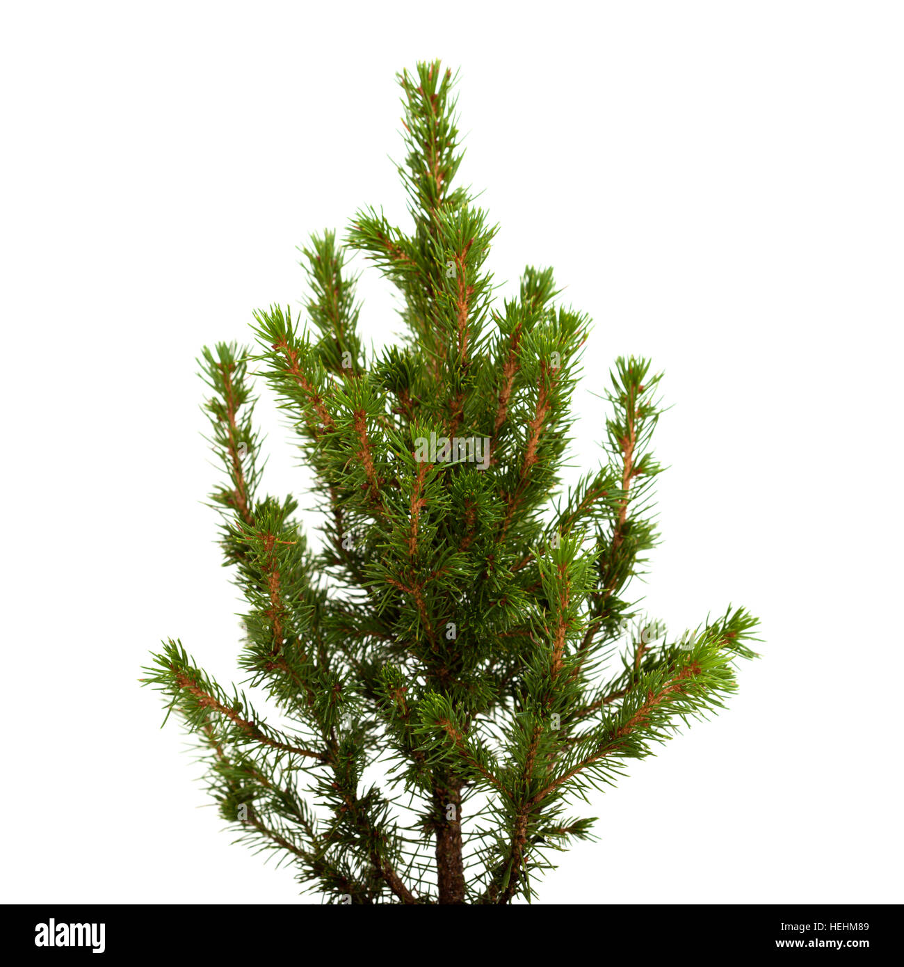 small conifer Christmas tree isolated Stock Photo - Alamy
