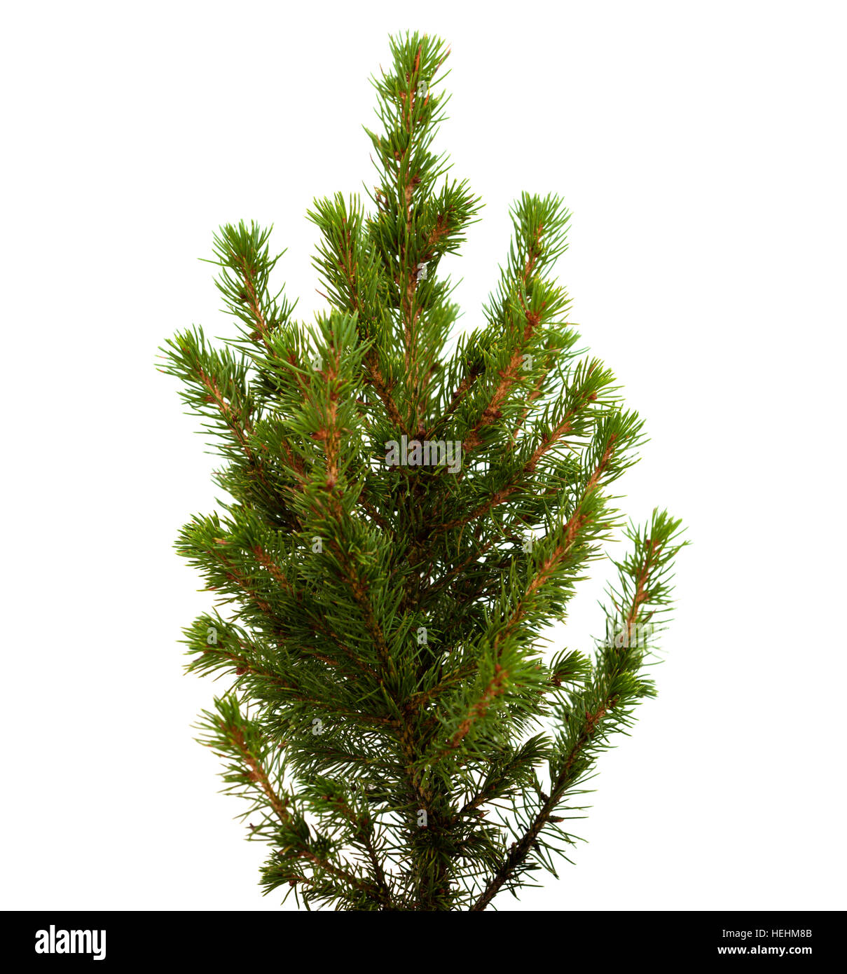 small spruce tree isolated on white background Stock Photo - Alamy