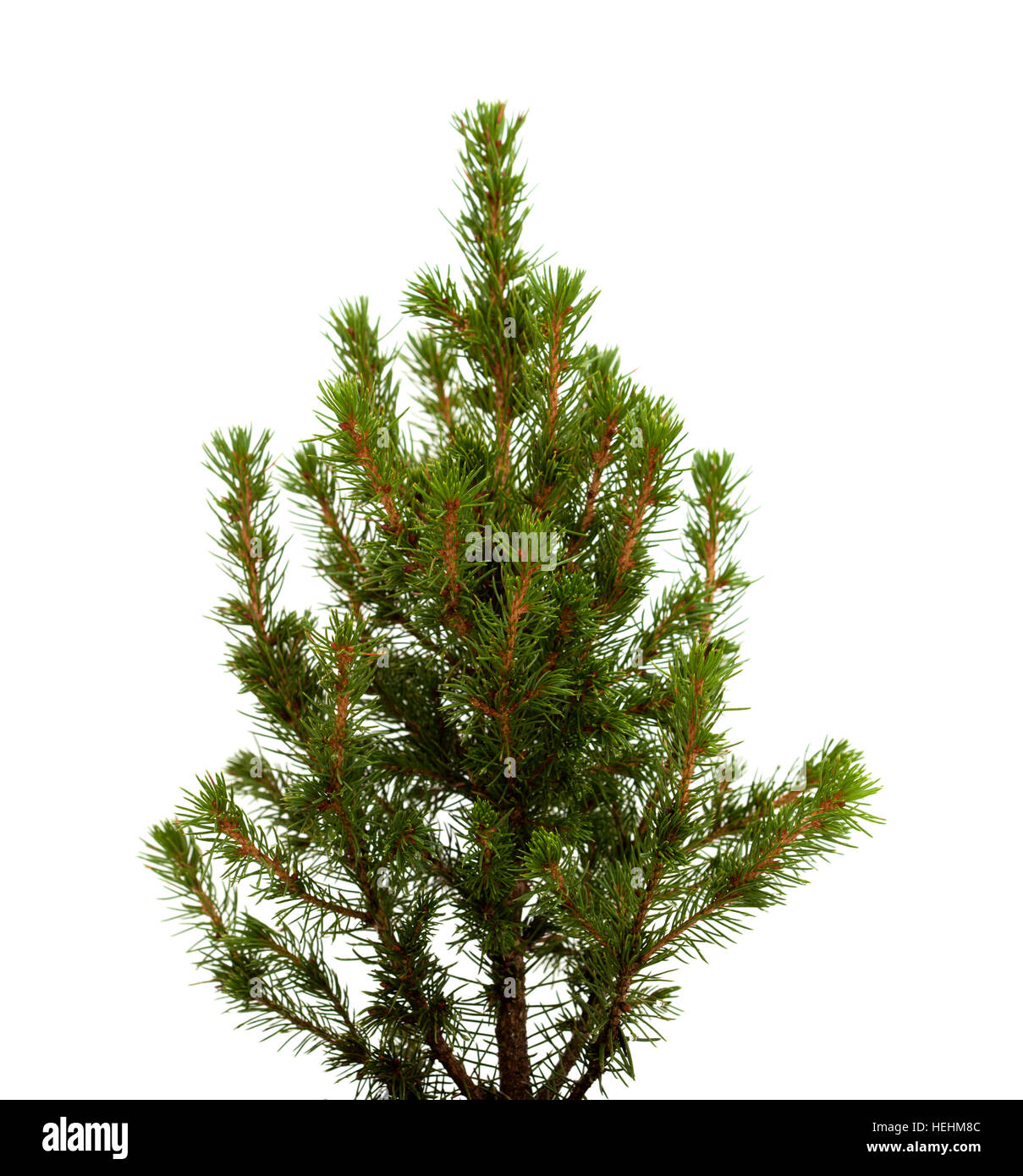 small spruce tree isolated on white background Stock Photo - Alamy