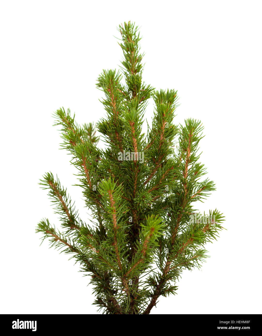 small spruce tree isolated on white background Stock Photo - Alamy