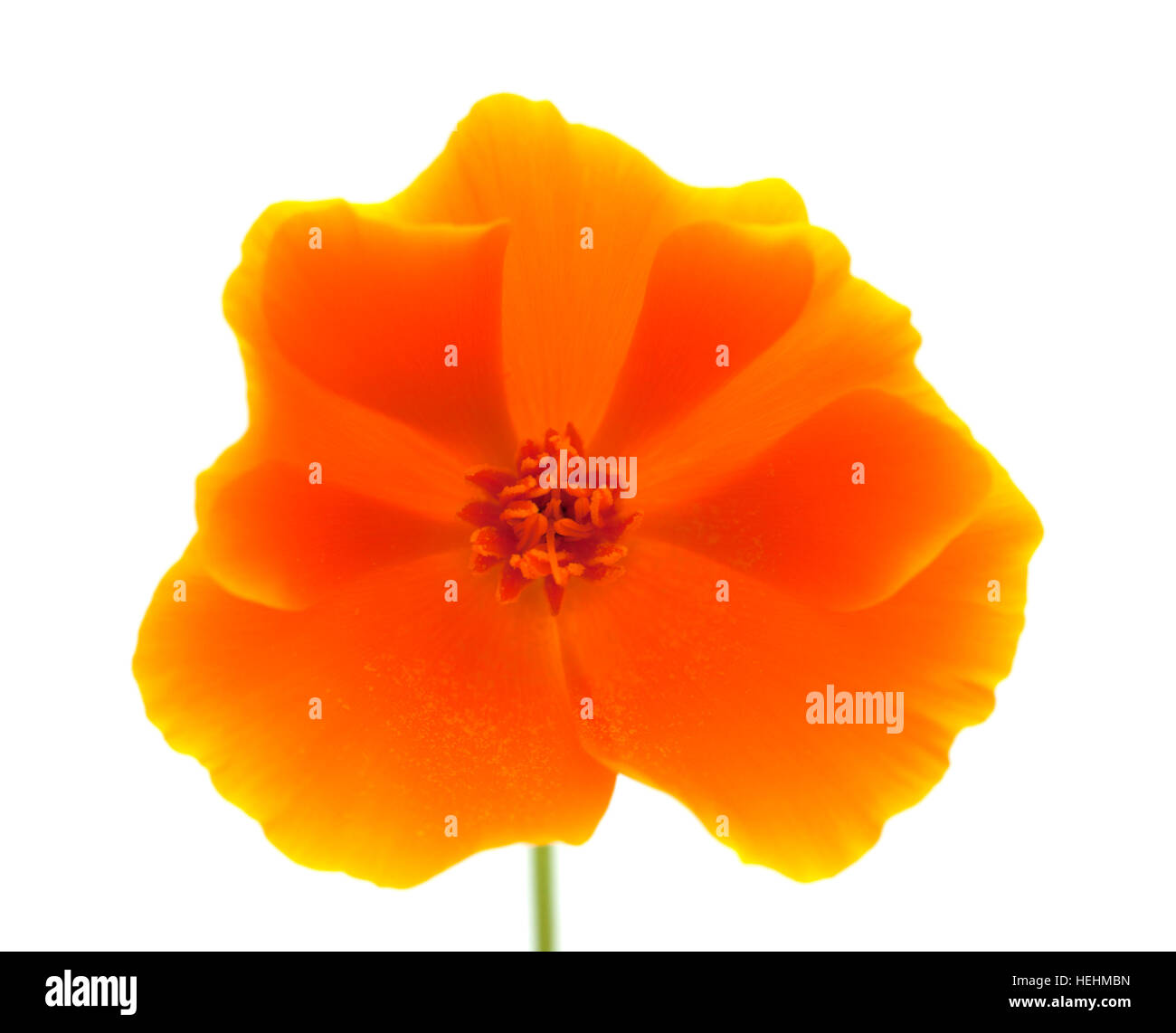 bright yellow and orange californian poppy isolated on white Stock ...