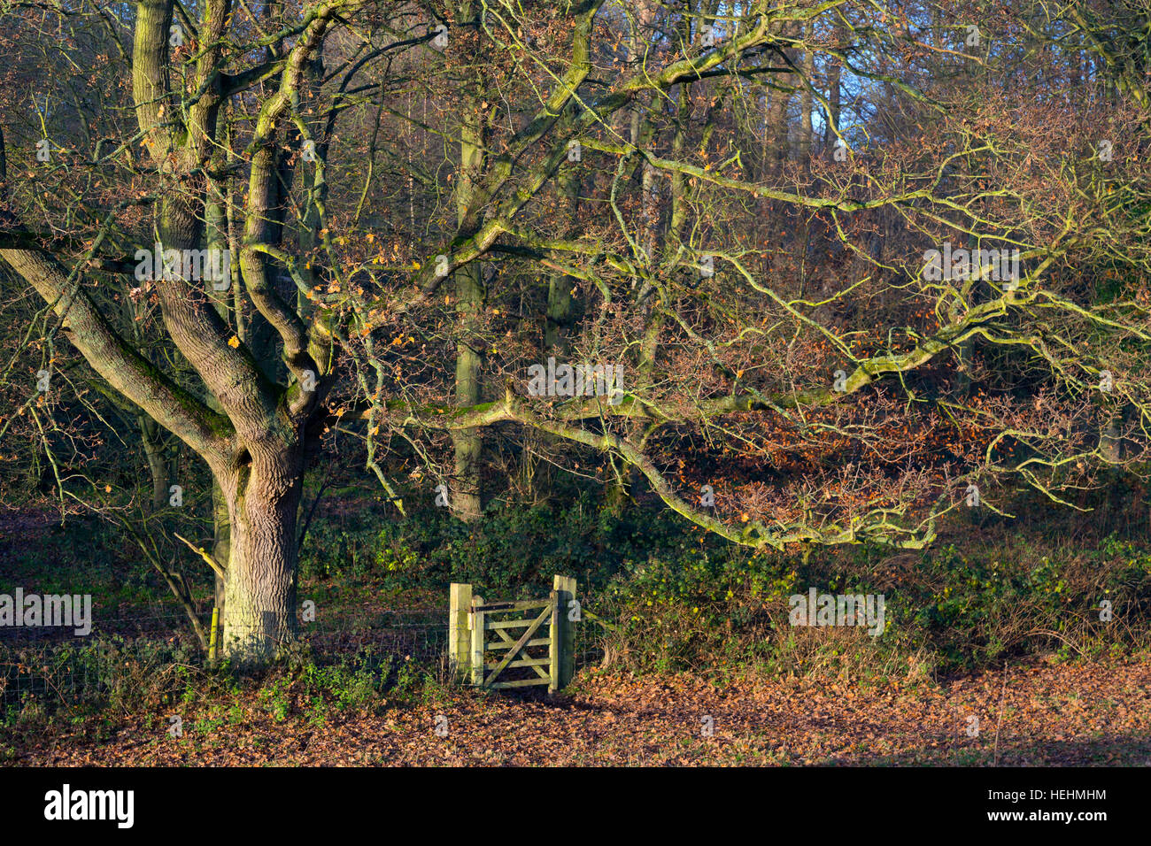 Oak tree gateway hi-res stock photography and images - Alamy