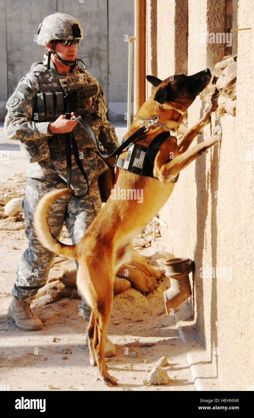 Army Staff Sgt. Buddy, an explosive detection and attack dog, stands ...