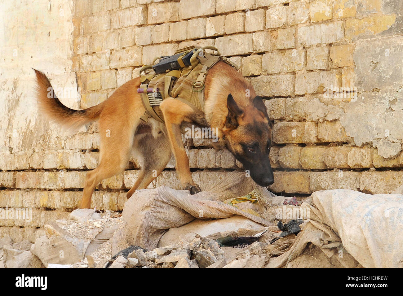 An U.S. Army military working dog, Andy, searches among rubble and ...