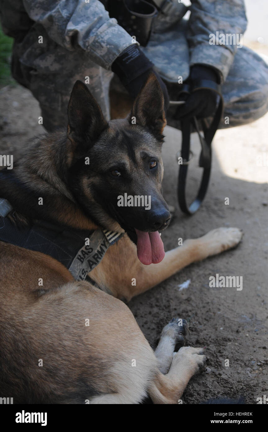 Bas, a military working dog and his handler, U.S. Army Sgt. Sean Smith ...