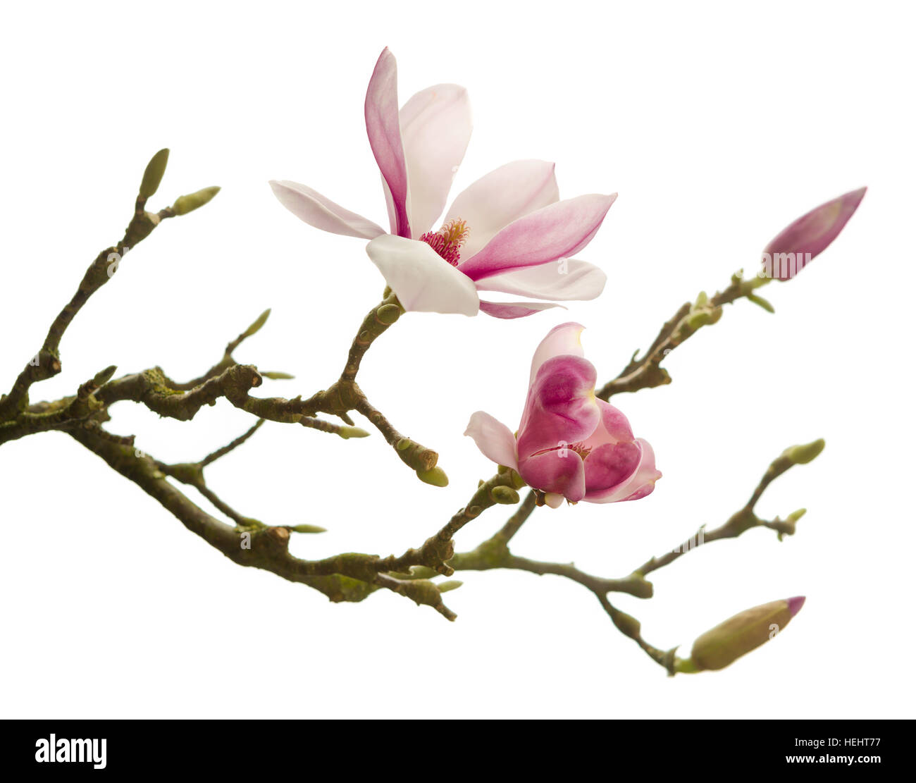 Tree full pink blossom Cut Out Stock Images & Pictures - Alamy