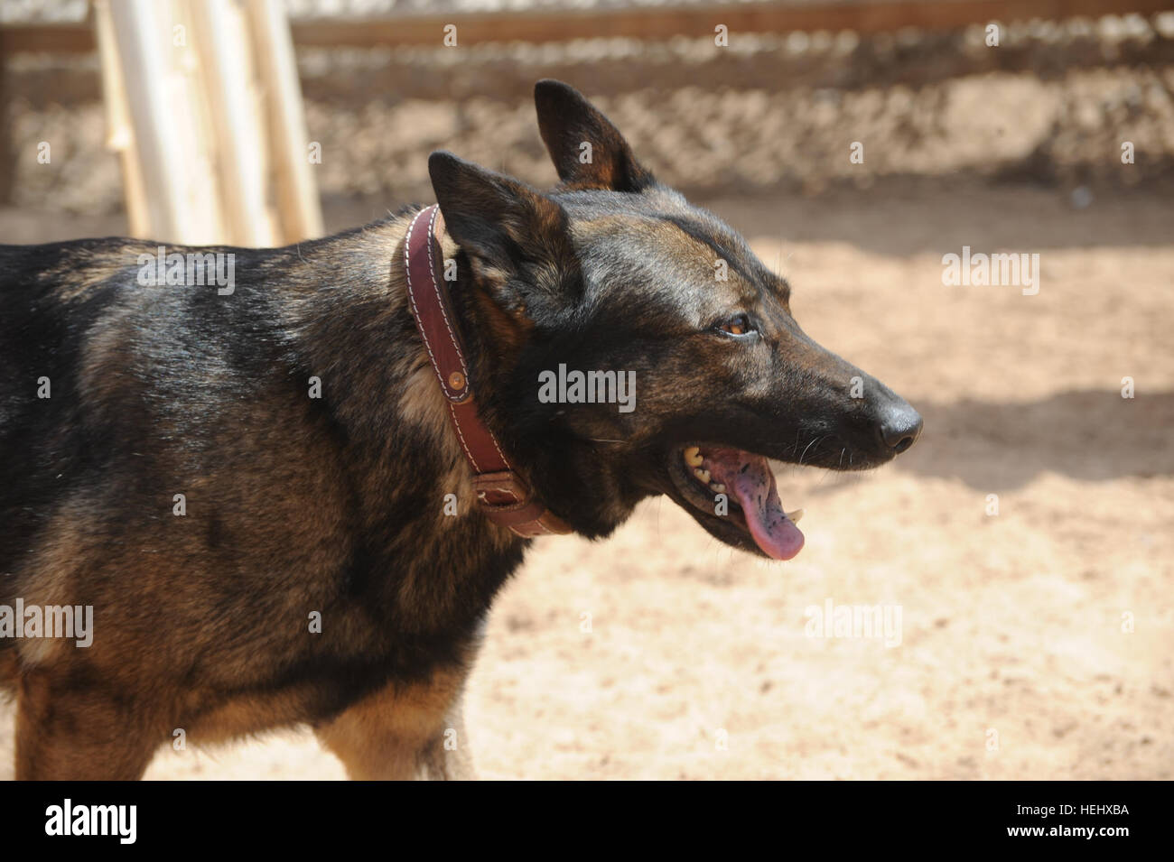 U.S. Military Working Dog Chris keeps an eye on U.S. Army Staff Sgt ...
