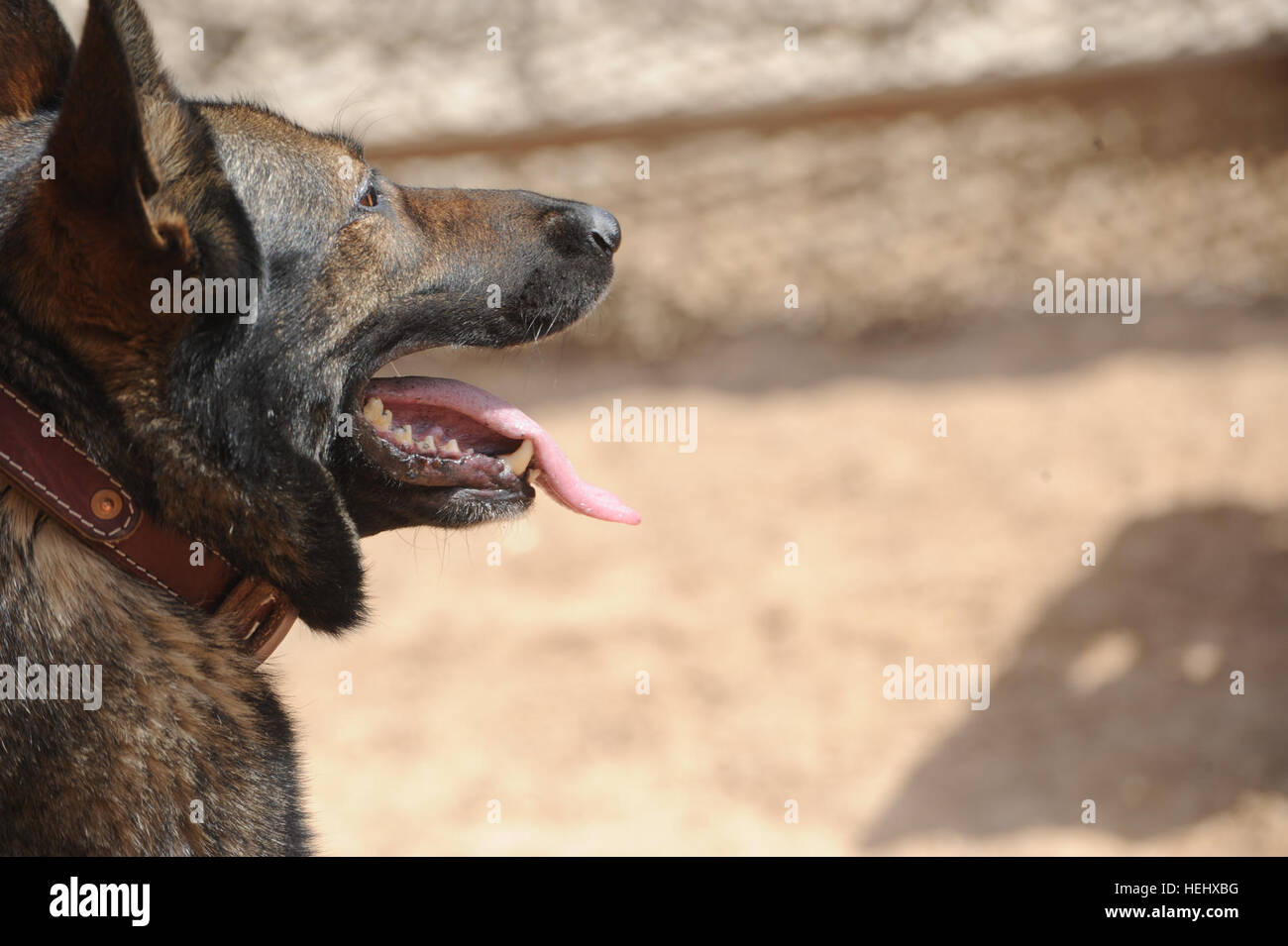 Do Military Dogs Have Titanium Teeth