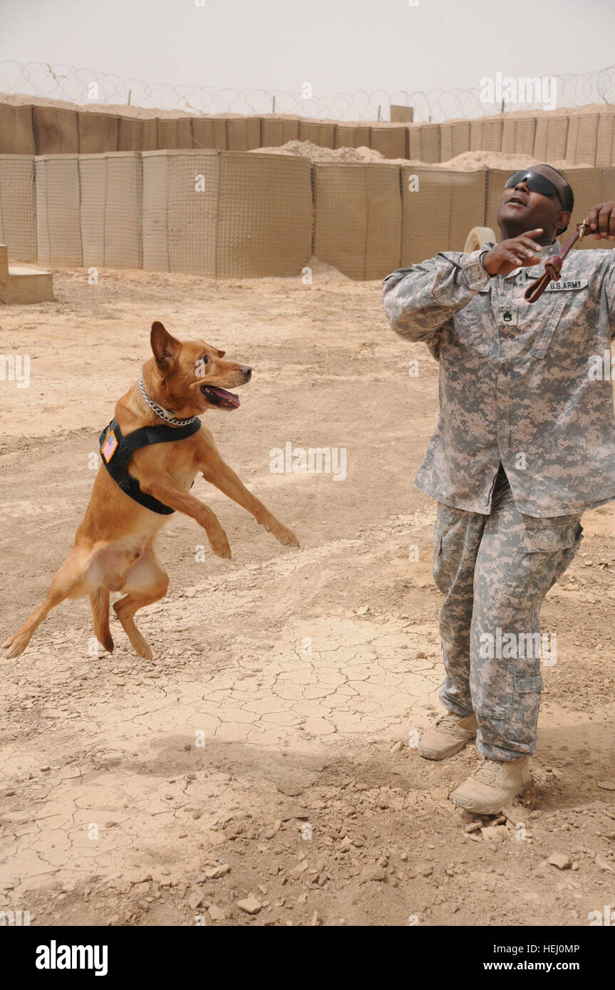 Sgt. 1st Class Rudder, a labrador retriever, can hardly contain his ...