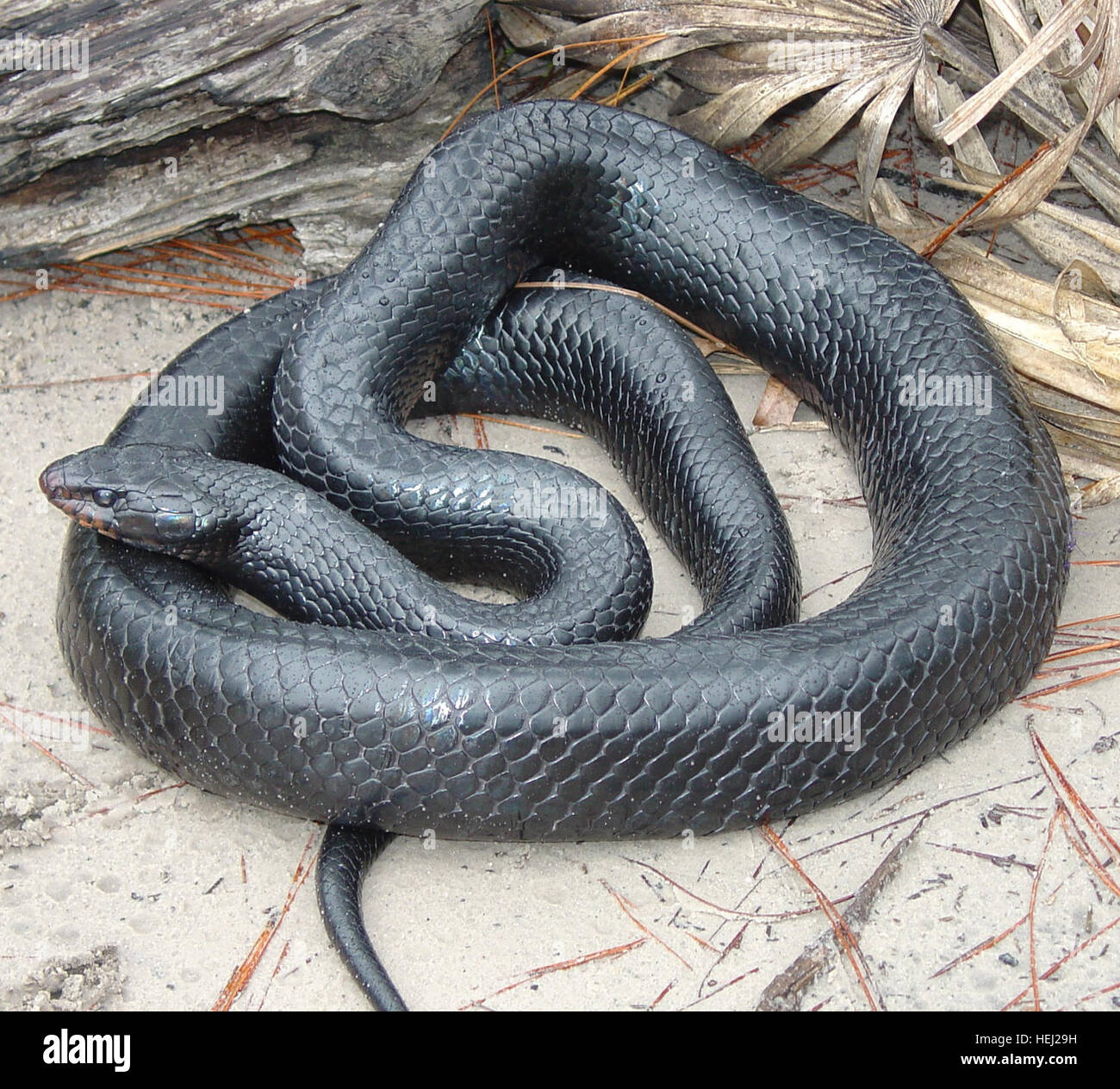 Eastern indigo snake hi-res stock photography and images - Alamy