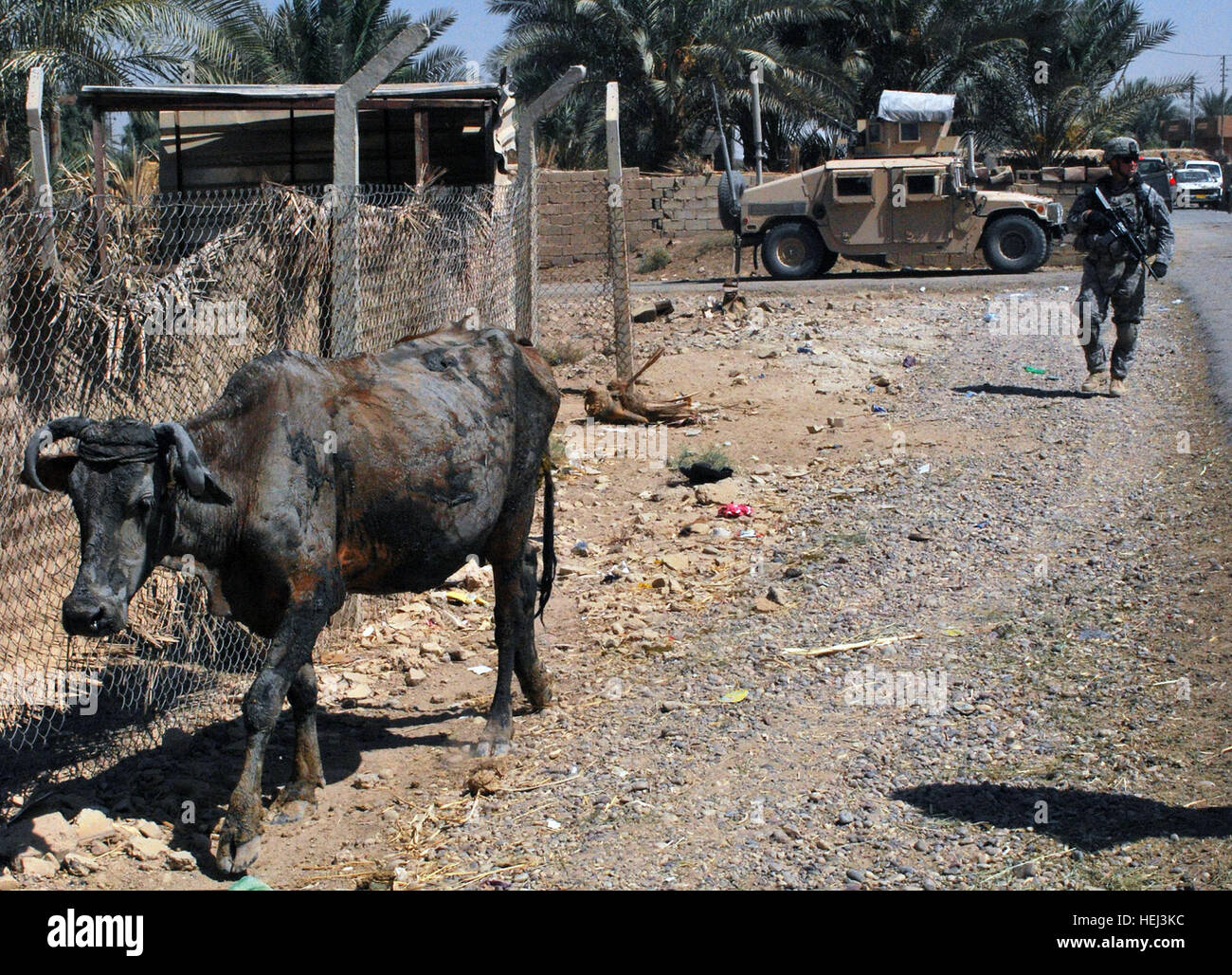 A cow shares a trail with a U.S. Paratrooper conducting a combined foot ...