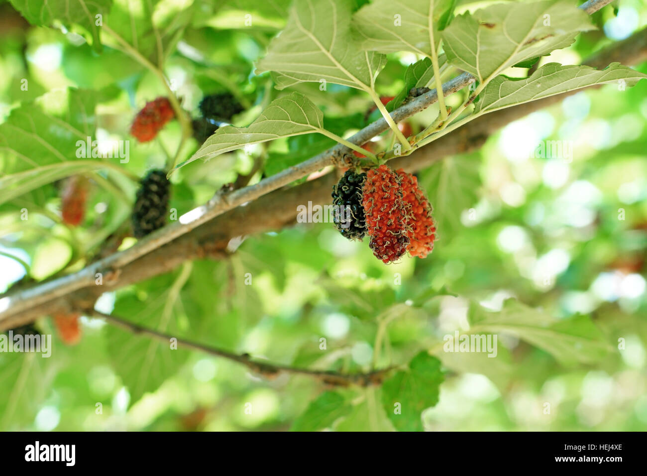 Red mulberry tree hi-res stock photography and images - Alamy