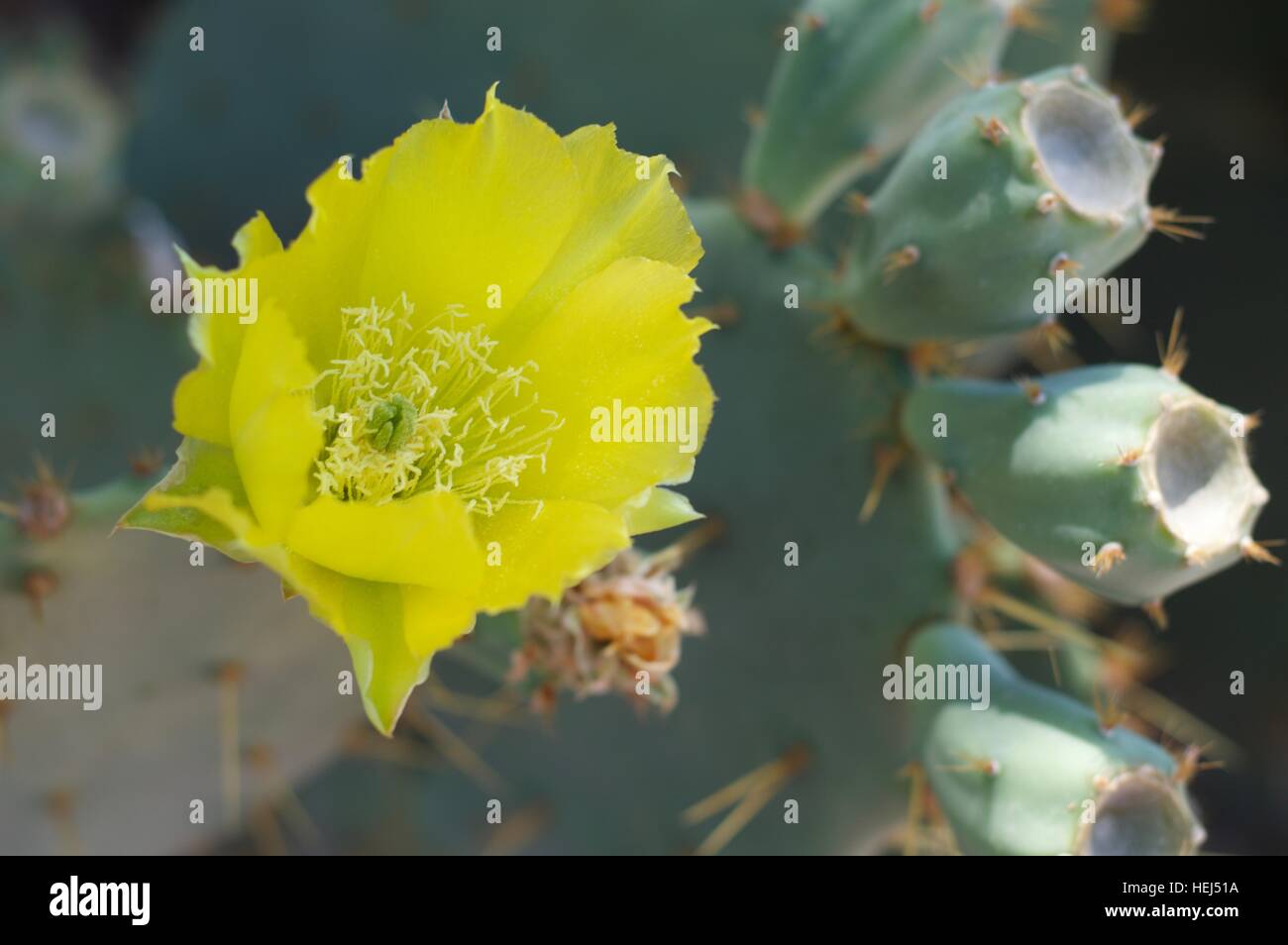 Yellow cactus hi-res stock photography and images - Alamy