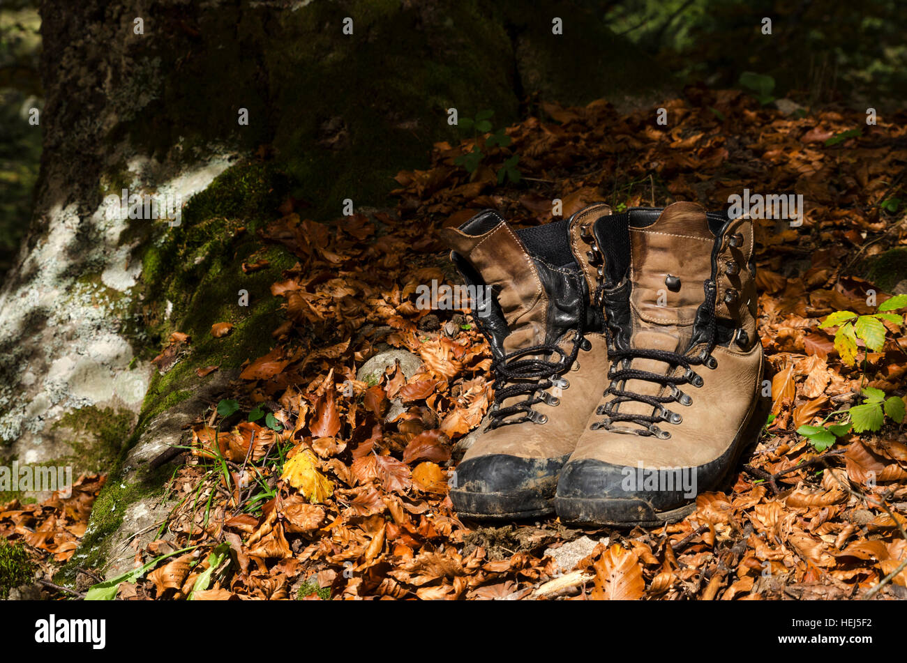 Old shoes under a tree in a wood Stock Photo - Alamy