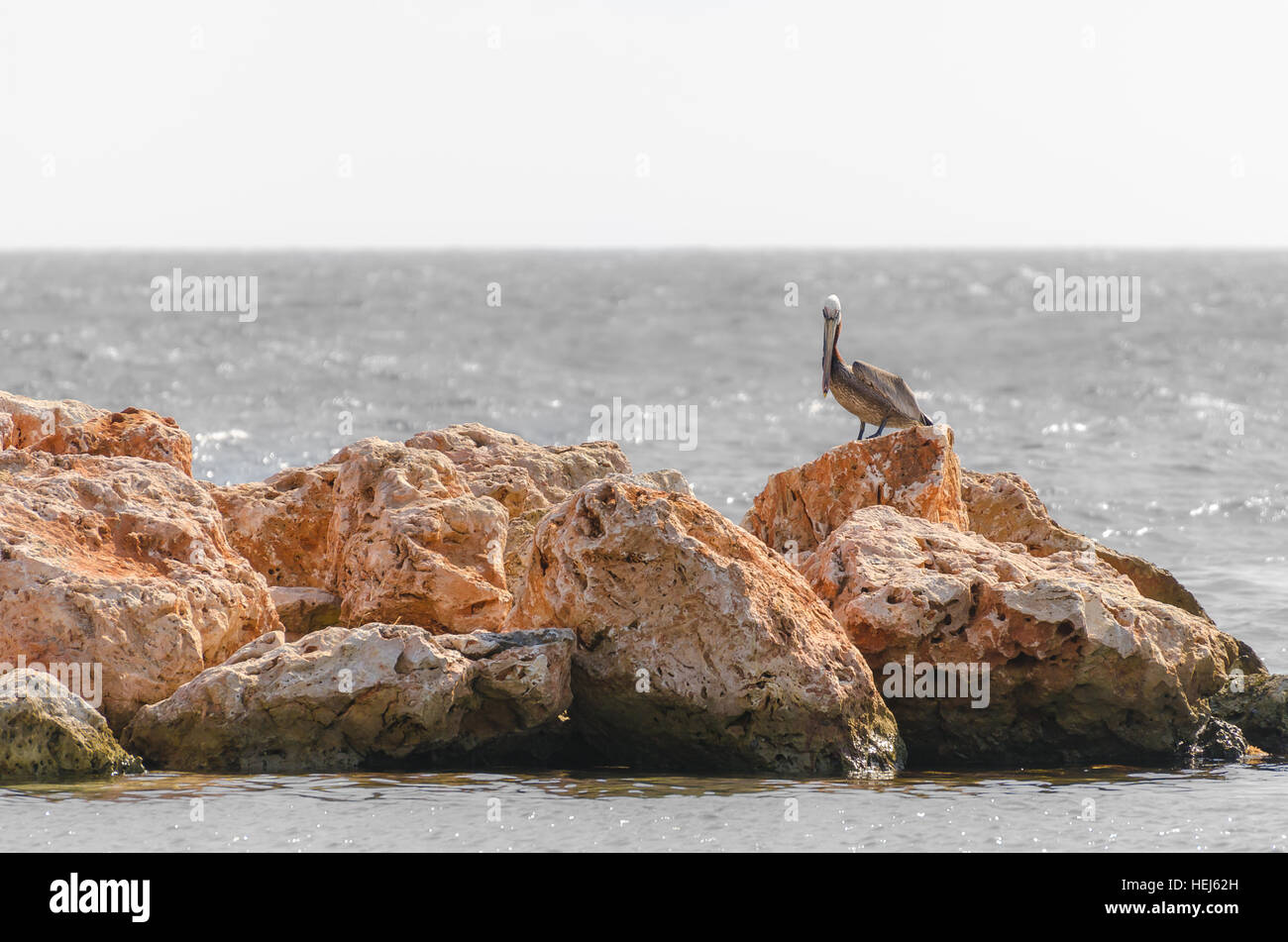 Pelican on a rock in the caribbean. Sea of Curacao as the background ...