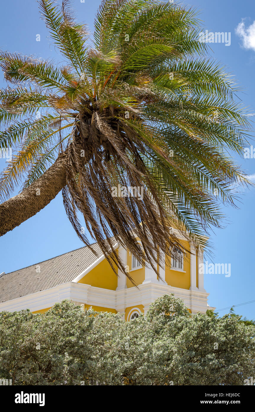 Detail of a Palm tree alone in Curacao with the blue sky and cloud as ...