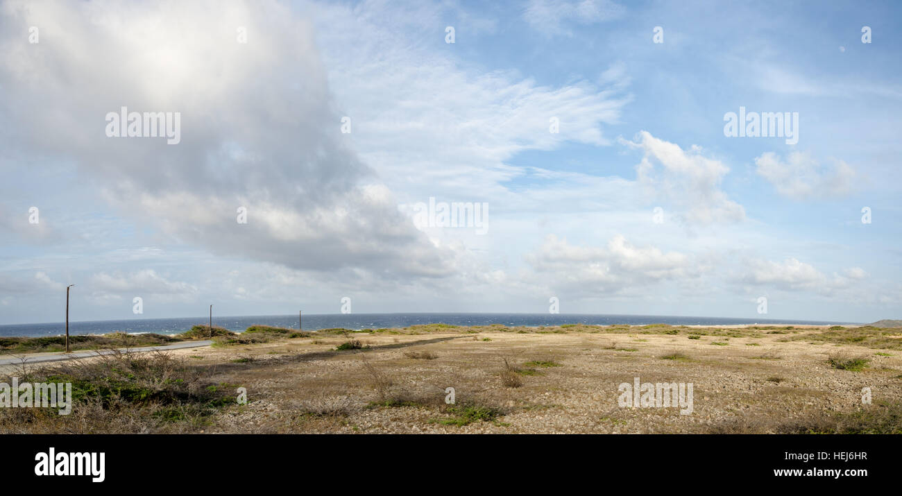 Native plants aruba hi-res stock photography and images - Alamy