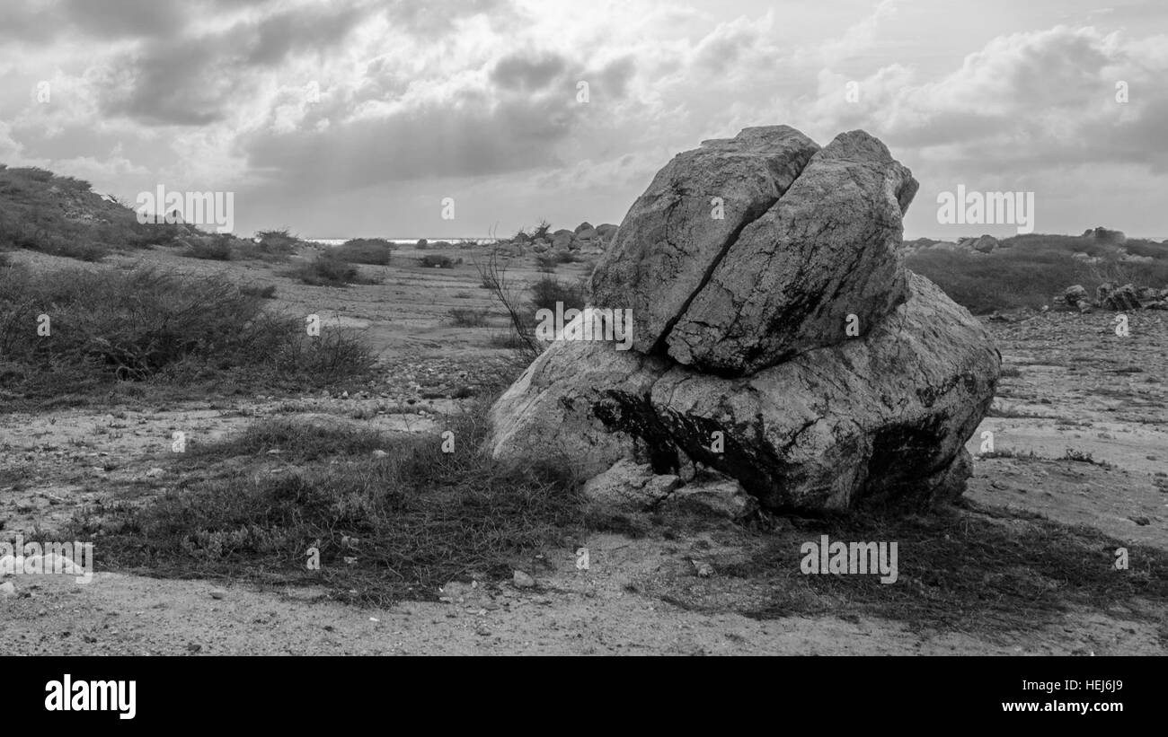 Native plants aruba Black and White Stock Photos & Images - Alamy