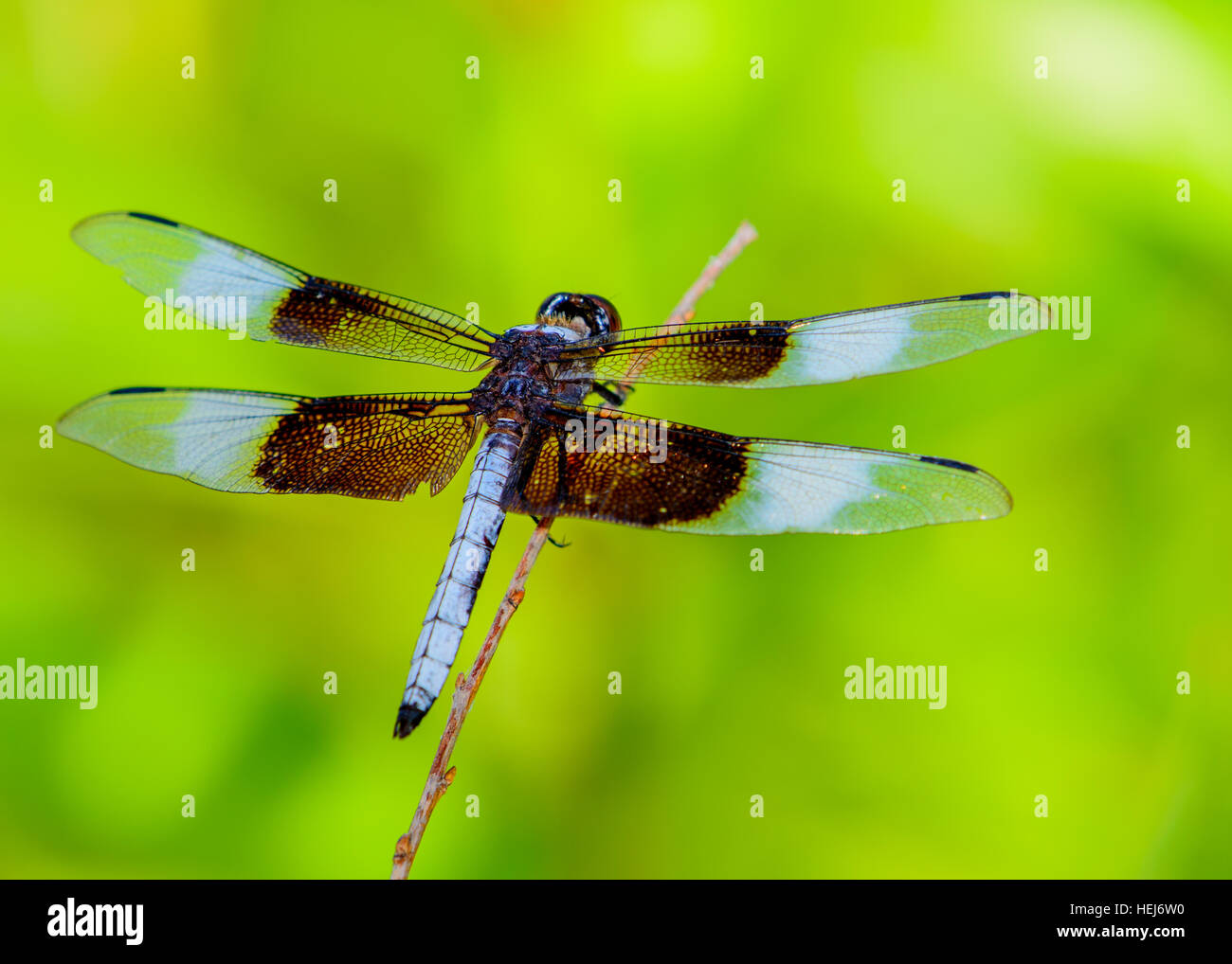 Widow Skimmer (Libellula luctuosa) view from back. Sun reflected off ...