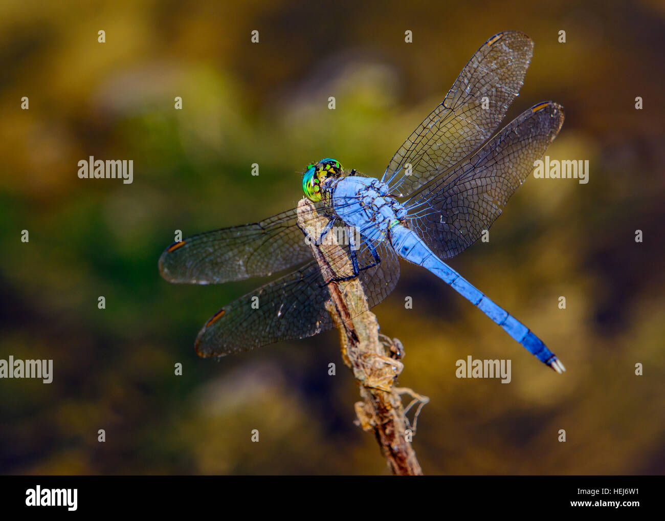Male blue dasher (Pachydiplax longipennis) dragonfly Stock Photo - Alamy