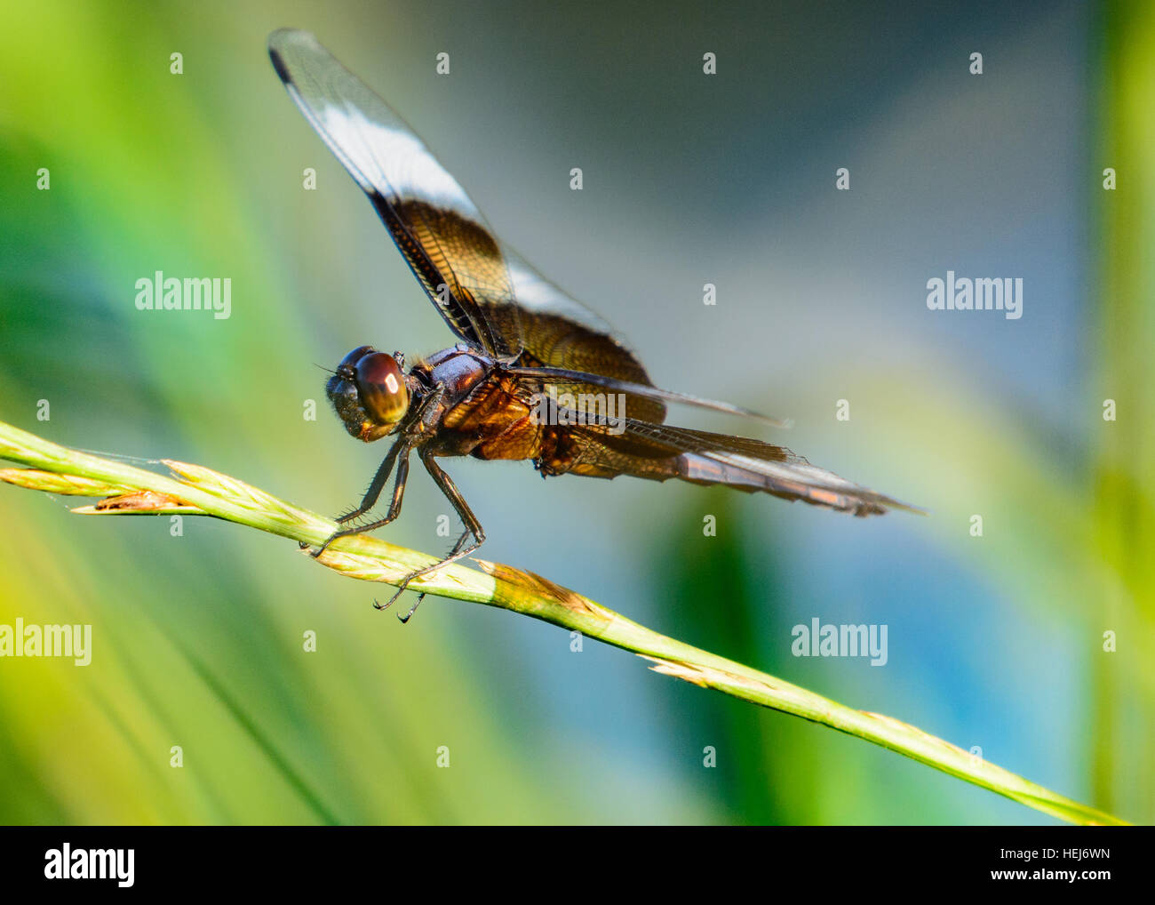 Libellula luctuosa hi-res stock photography and images - Alamy
