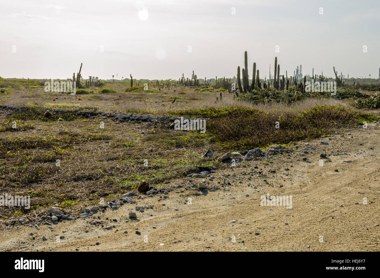 Native plants aruba hi-res stock photography and images - Alamy