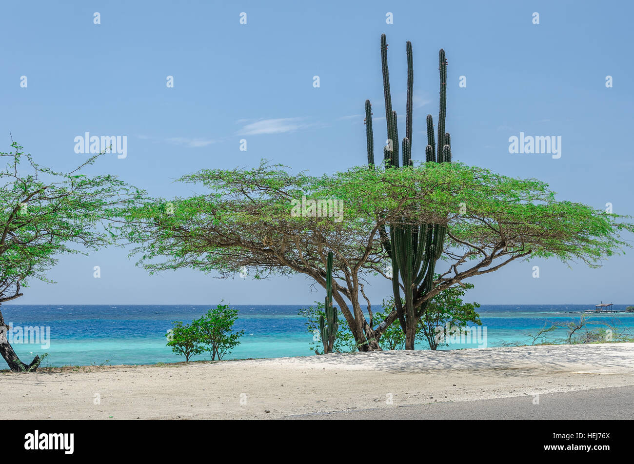 Amazing view of the Mangel Halto beach in Aruba, a caribbean paradise ...