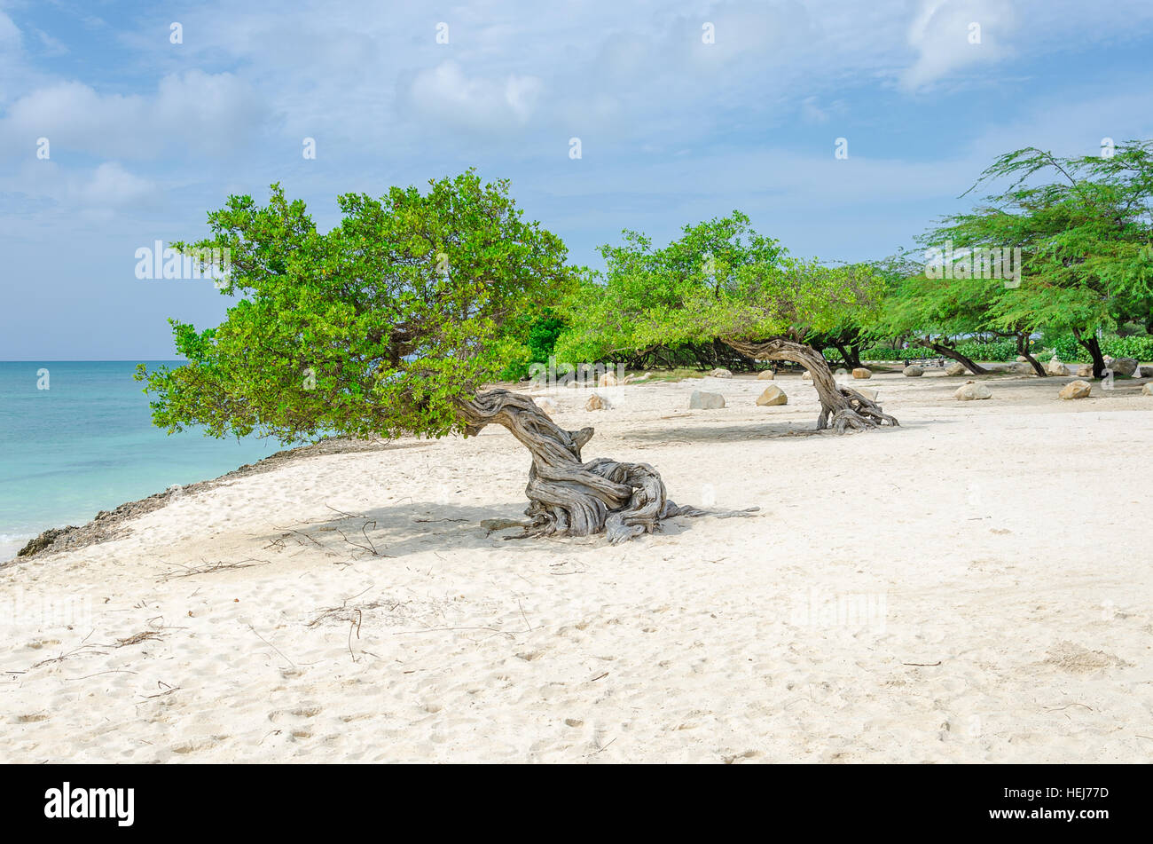 The famous Divi Divi tree which is Aruba's natural compass, always ...