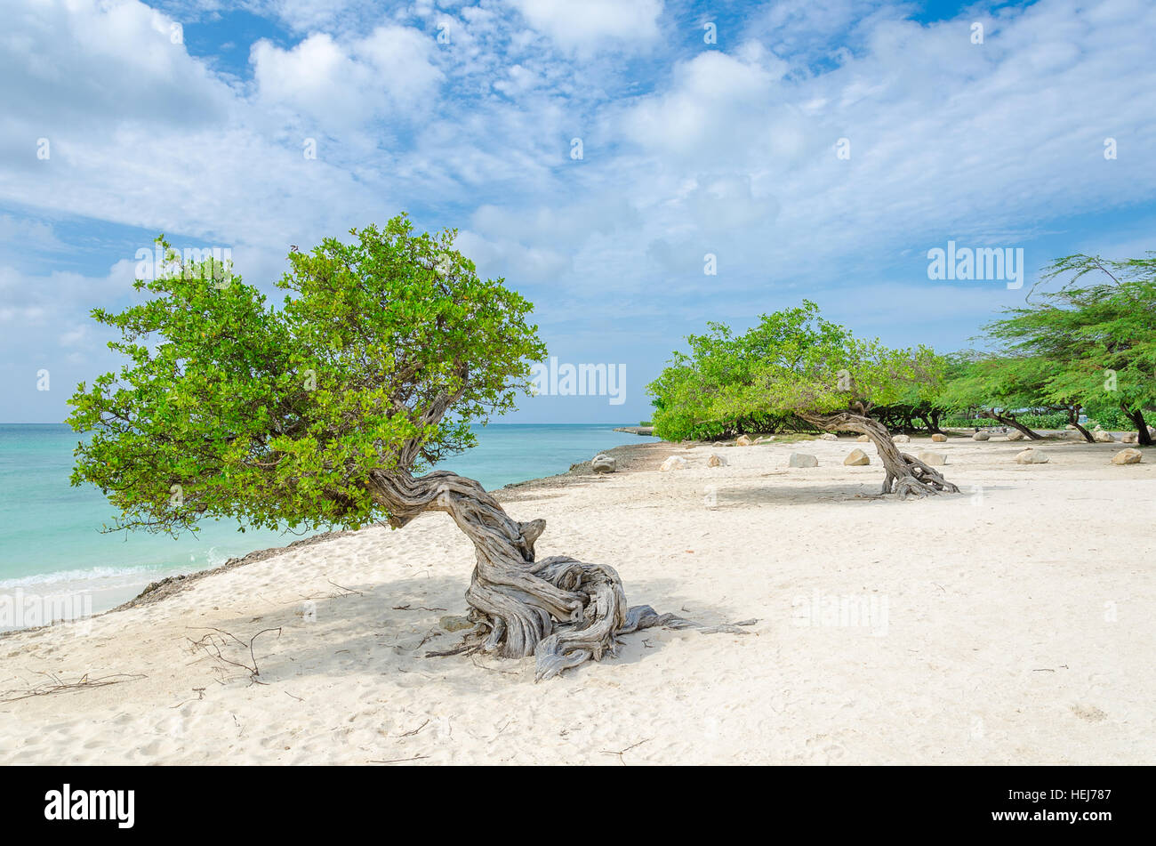 The famous Divi Divi tree which is Aruba's natural compass, always ...