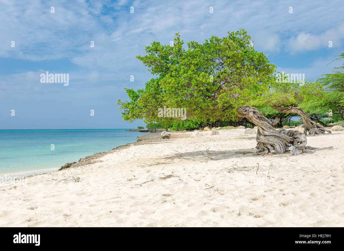 The famous Divi Divi tree which is Aruba's natural compass, always ...