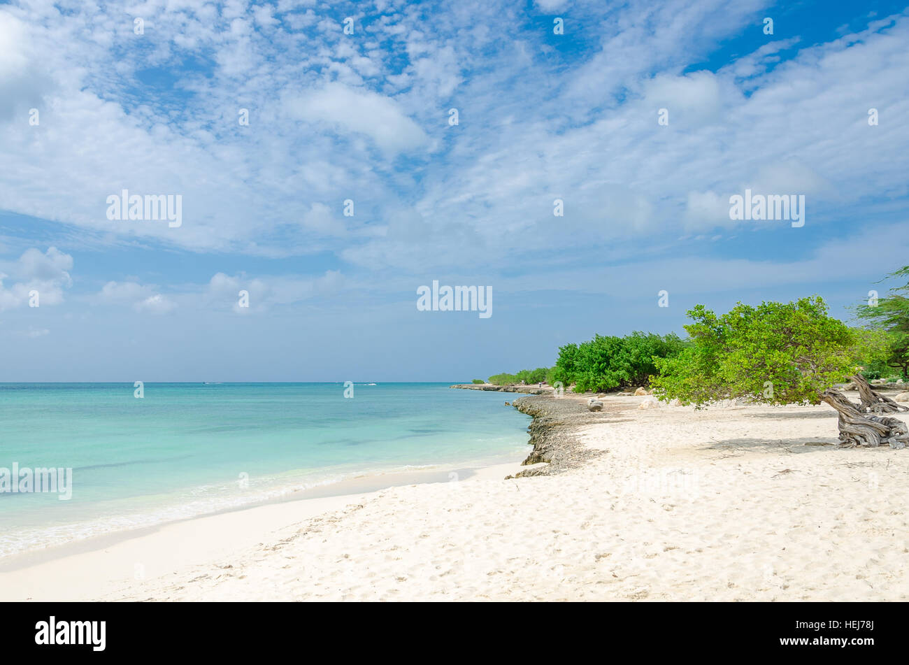 The famous Divi Divi tree which is Aruba's natural compass, always ...