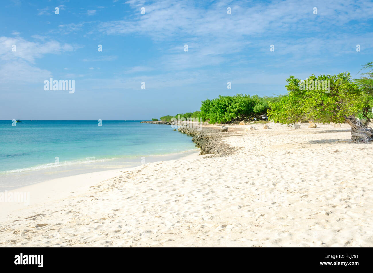 The famous Divi Divi tree which is Aruba's natural compass, always ...
