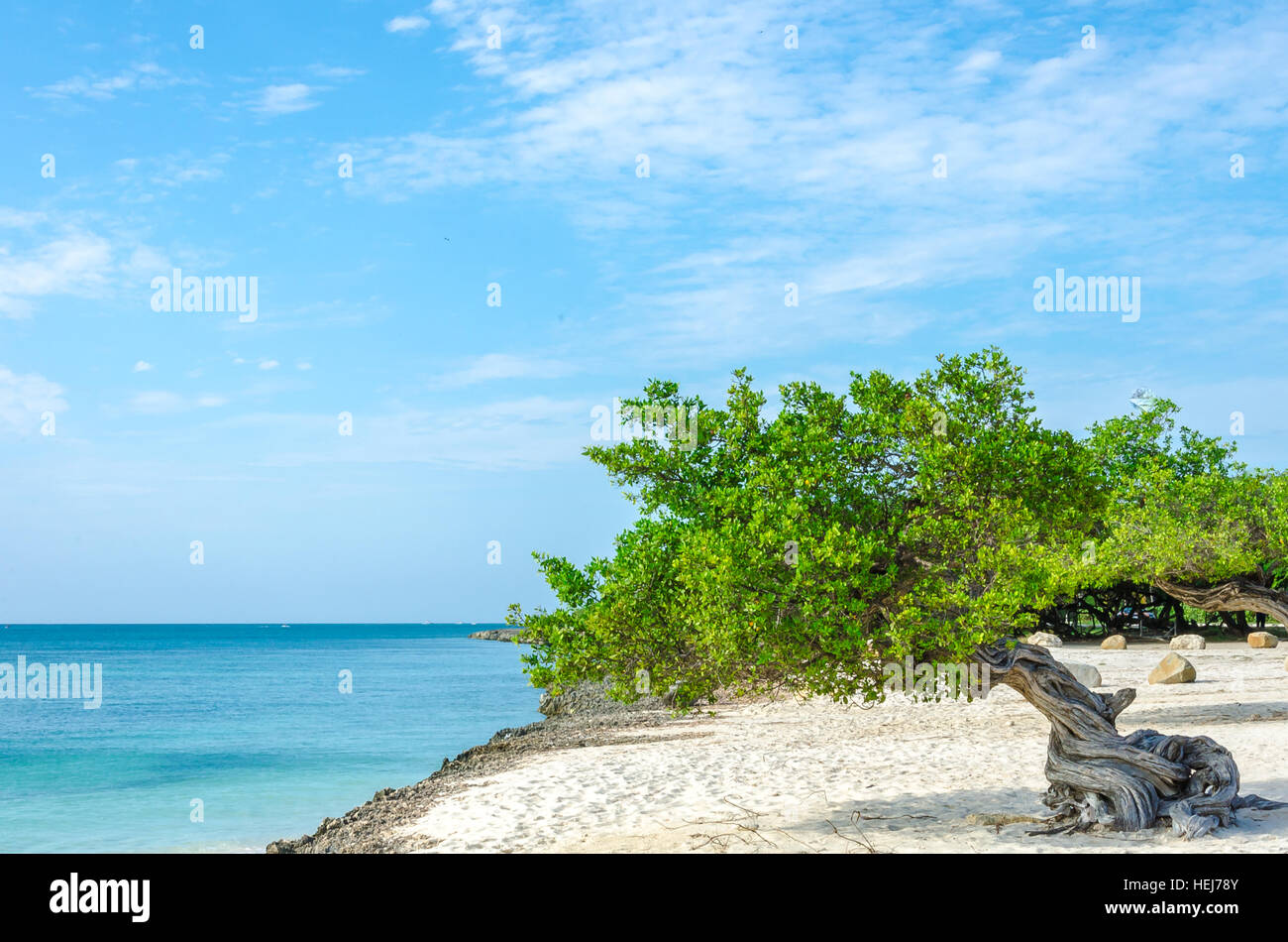 The famous Divi Divi tree which is Aruba's natural compass, always ...