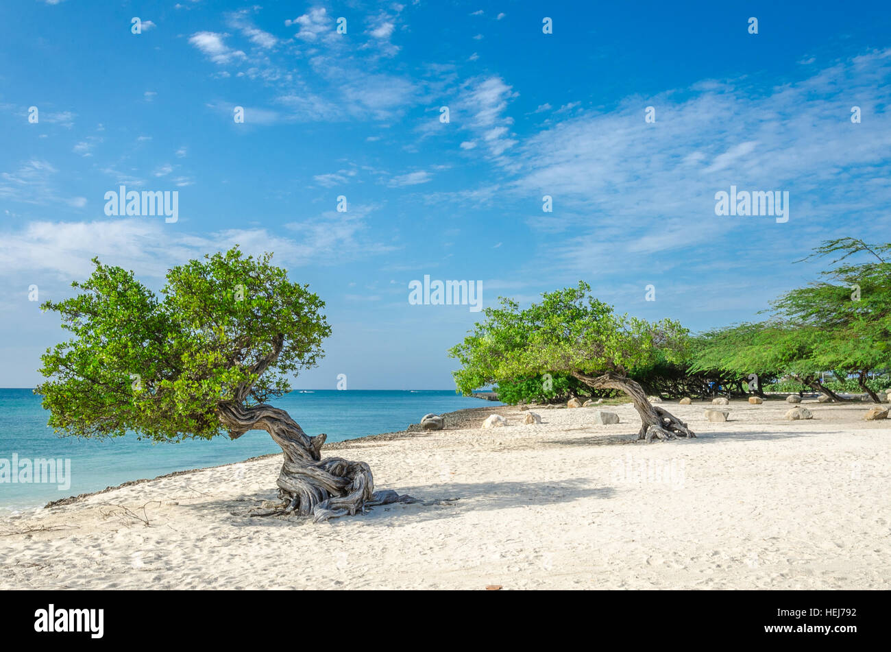 The famous Divi Divi tree which is Aruba's natural compass, always ...