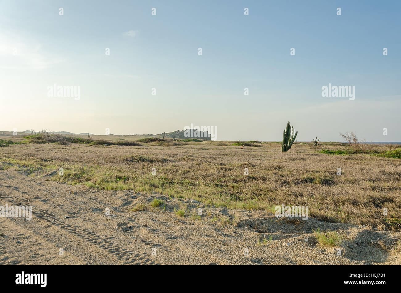 Dry and arid desert landscape with cactus and native plants in Aruba ...