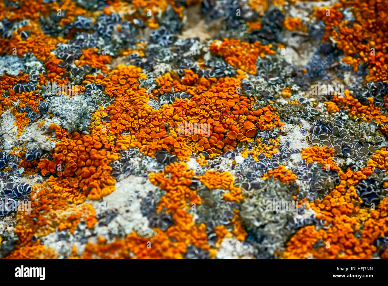 Scarab bettle hi-res stock photography and images - Alamy