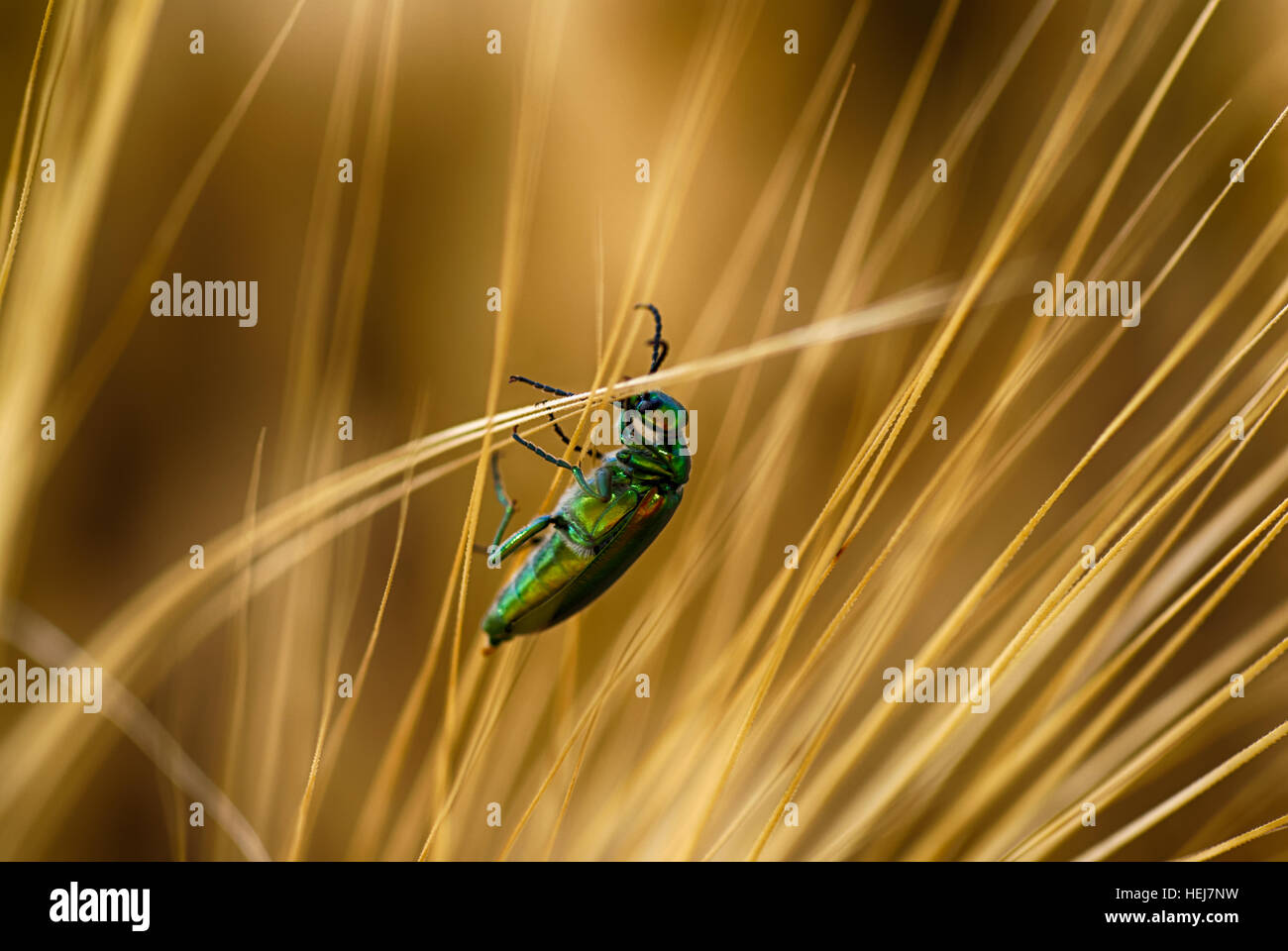 Scarab bettle hi-res stock photography and images - Alamy