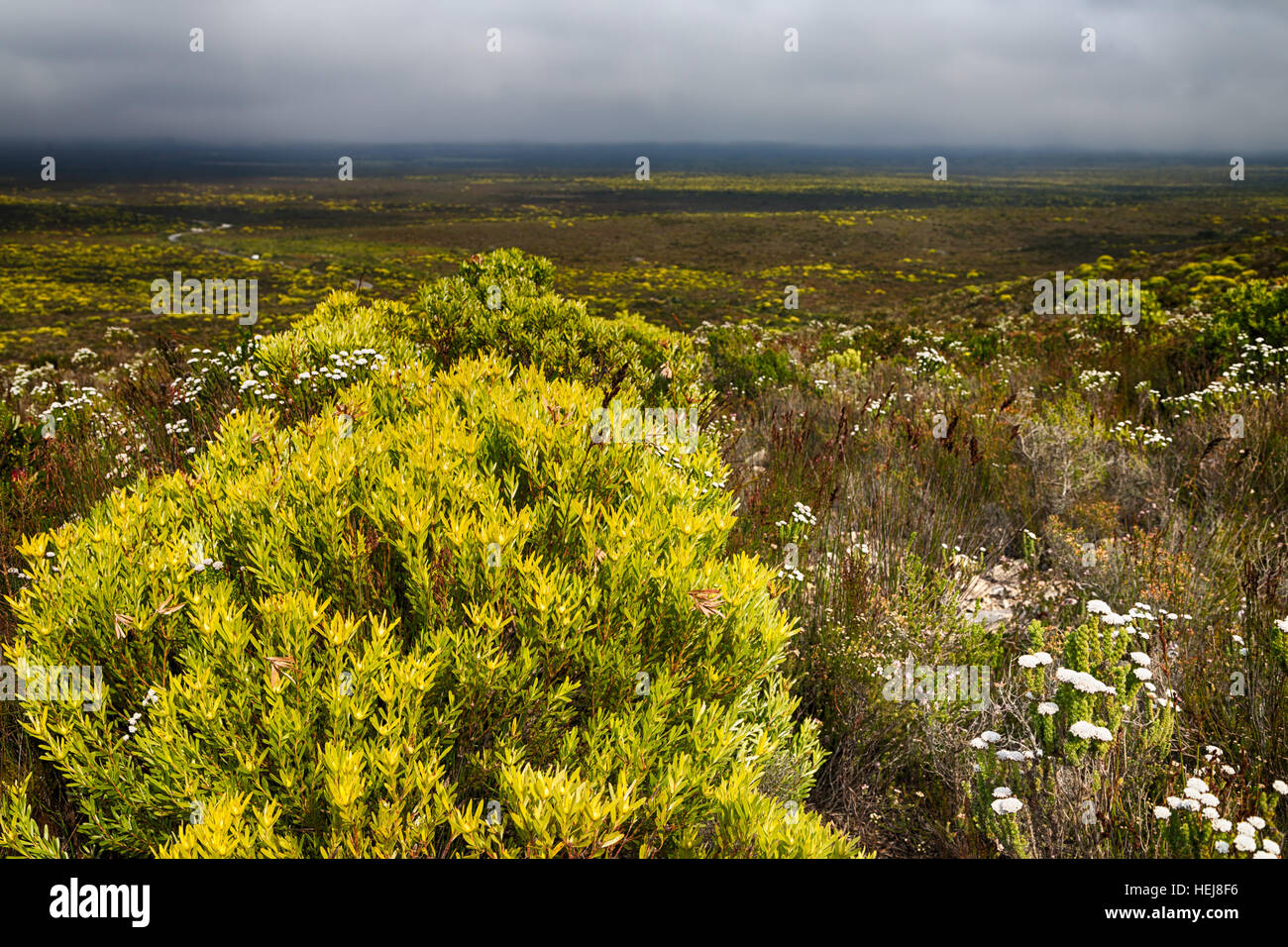 blur in south africa close up of the colza yellow field like texture ...