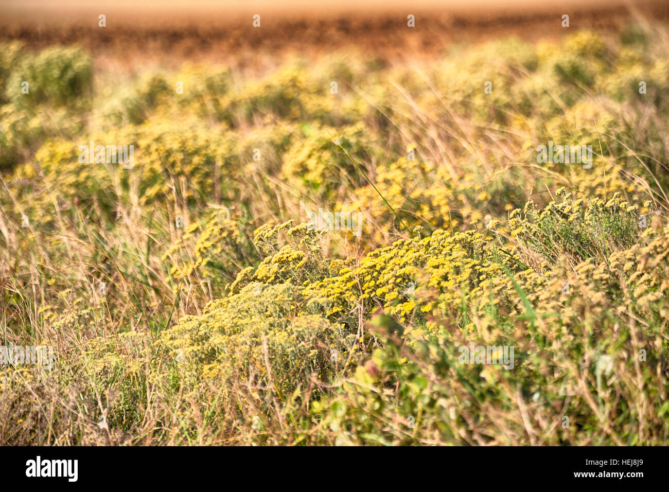 blur in south africa close up of the colza yellow field like texture ...
