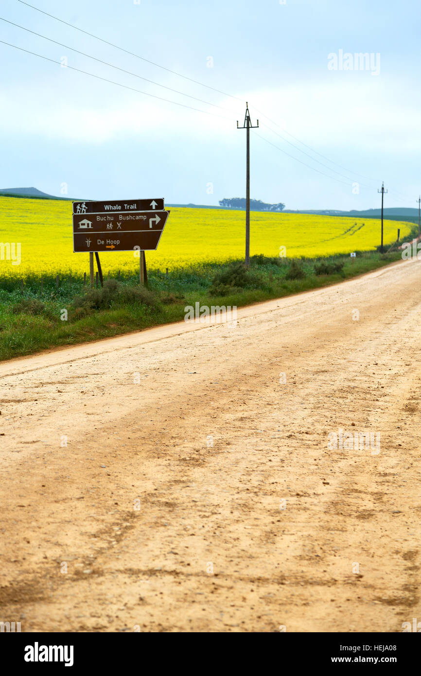 blur in south africa close up of the colza yellow field like texture ...